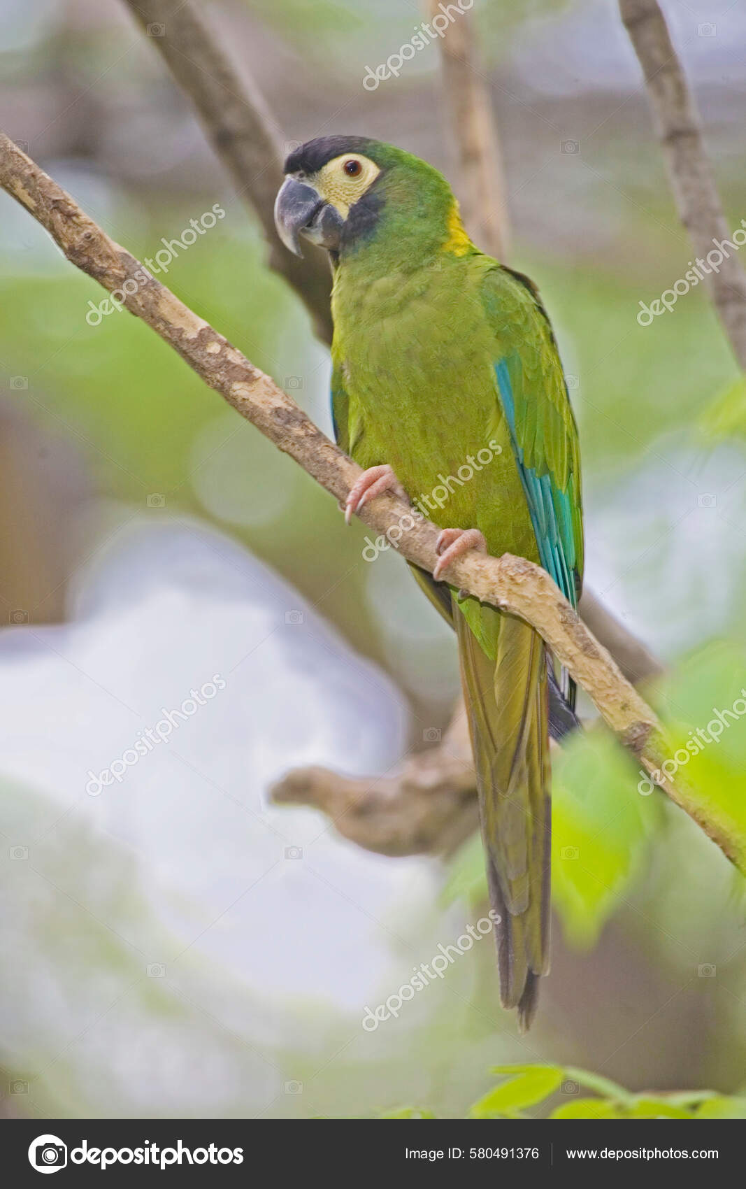Yellow Collared Macaw