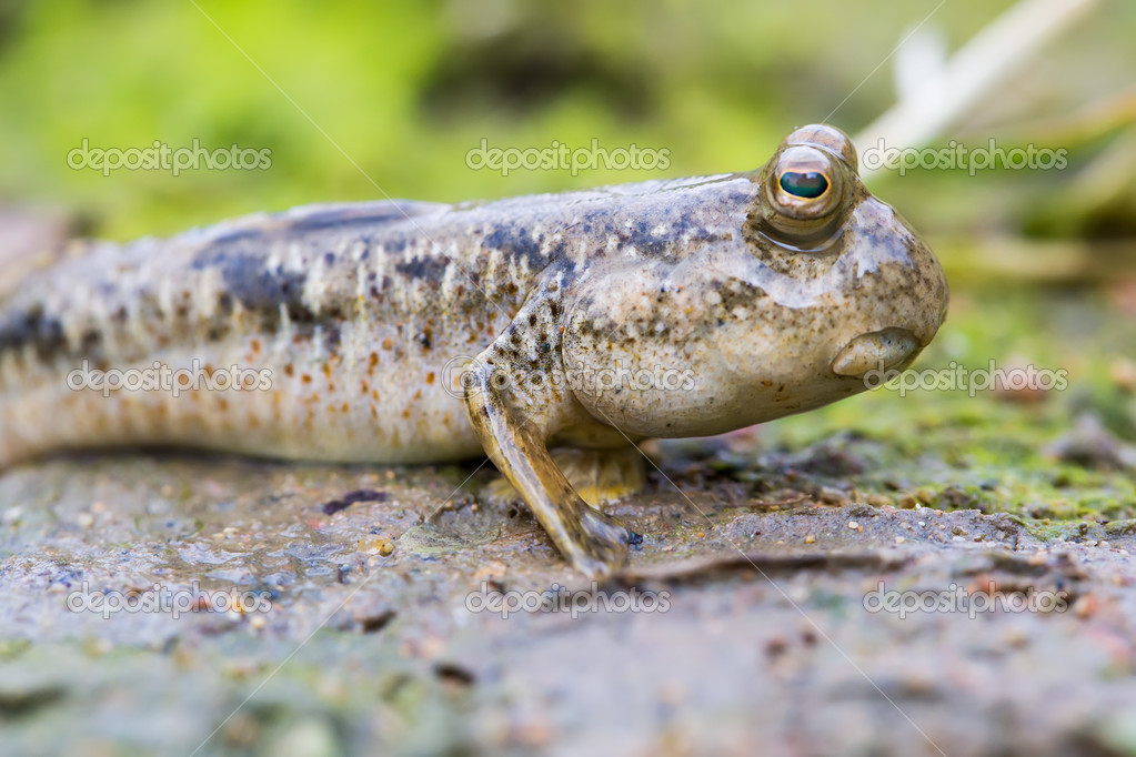 Mudskipper Jumping