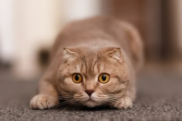 British cat Pictures, British cat Stock Photos & Images | Depositphotos®