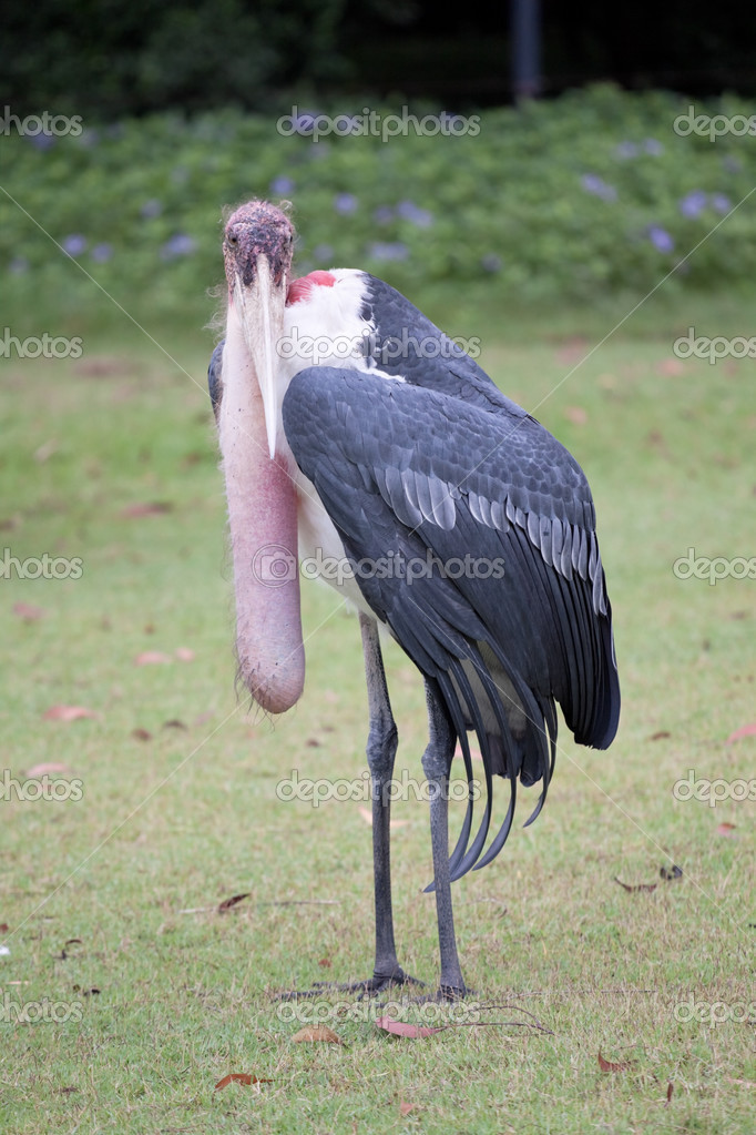 uccello marabù — Foto Stock © Skystorm #42351319