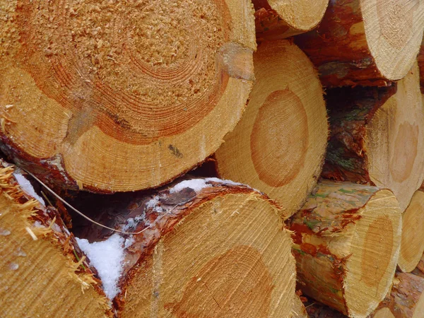 Spruce logs Stock Photos, Royalty Free Spruce logs Images | Depositphotos