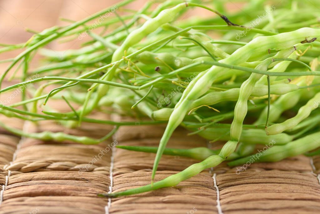 rabo de rata rábano, rábano serpiente o rábano cola (Raphanus caudatus ...