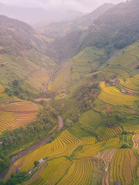 Golden rice Images - Search Images on Everypixel