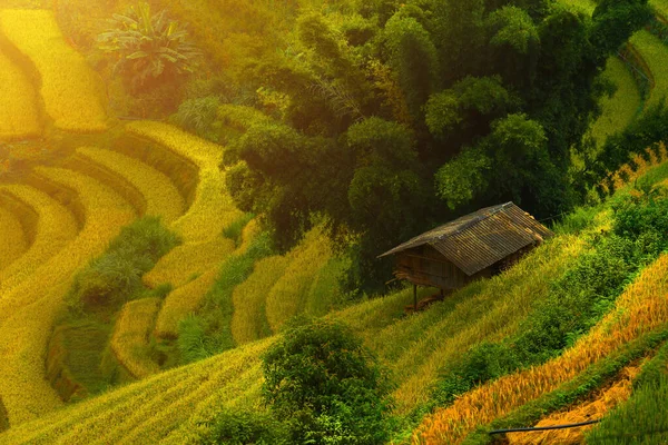 Golden rice Images - Search Images on Everypixel