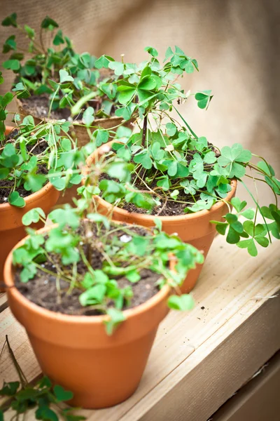 Potted Clover Plants Stock Photo by ©derek@hatfielddesign.com 48494053