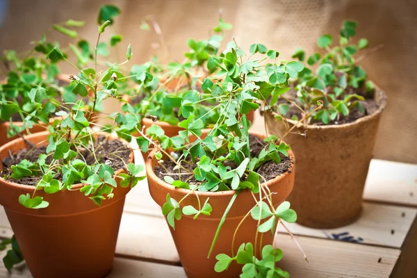 Potted Clover Plants Stock Photo by ©derek@hatfielddesign.com 48494053