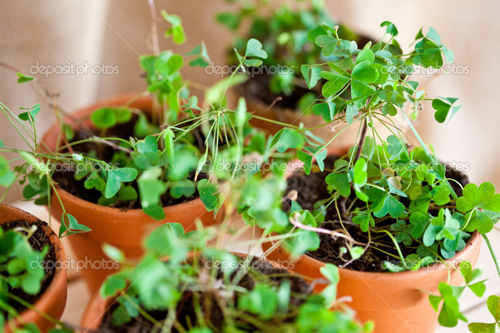 Potted Clover Plants Stock Photo by ©derek@hatfielddesign.com 48494053