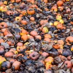 Dead rotten apples lying on the ground in winter Stock Photo by ...
