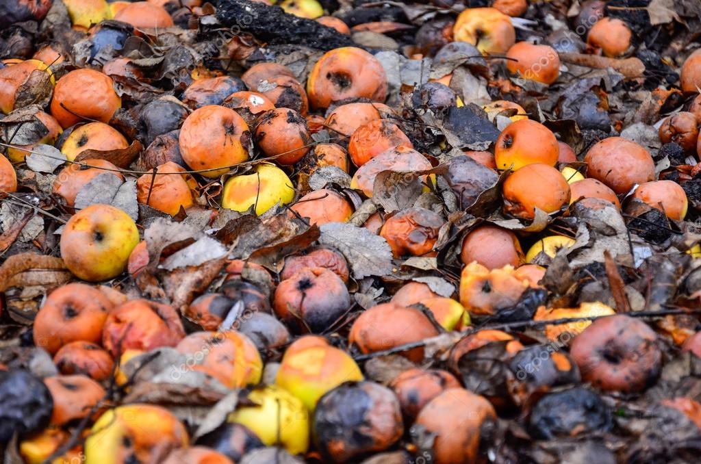 Dead rotten apples lying on the ground in winter Stock Photo by ...