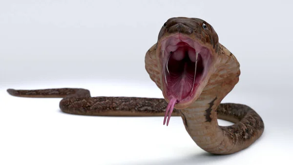 Anaconda Snake With Mouth Open