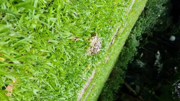 Dynamic Spin Camera Movement Focus Leopard Tortoise Reptile His House ...