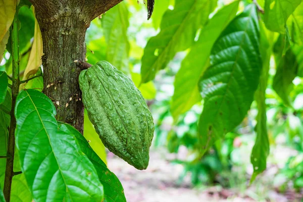 Cocoa farm Stock Photos, Royalty Free Cocoa farm Images | Depositphotos