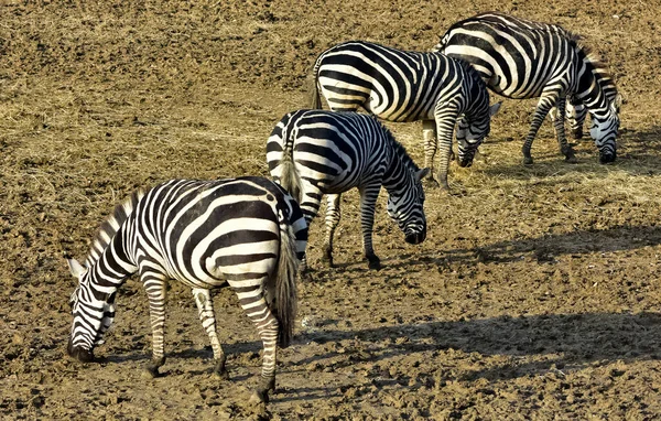 Safari migration patterns Stock Photos, Royalty Free Safari migration ...