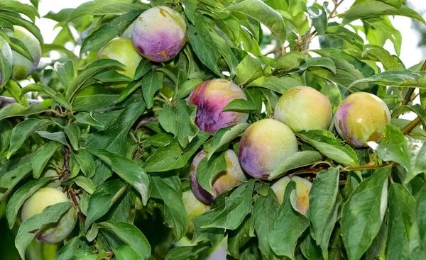 plum tree and ripe natural plum photos - Stock Image - Everypixel