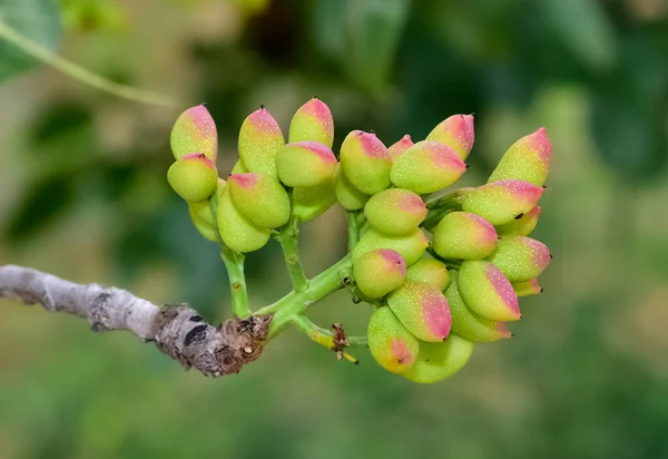 Pistachio Flowers