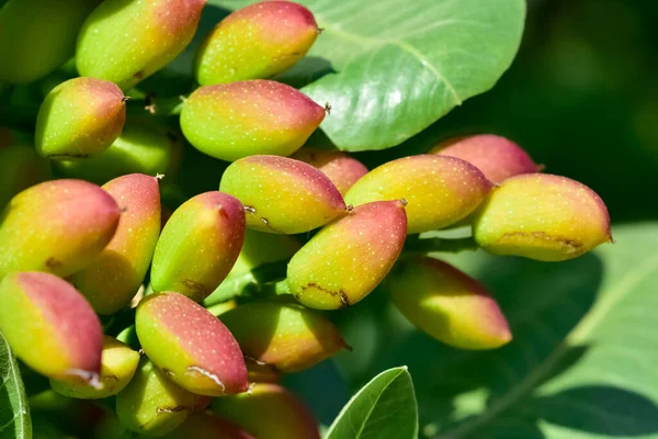 Pistachio tree Stock Photos, Royalty Free Pistachio tree Images ...