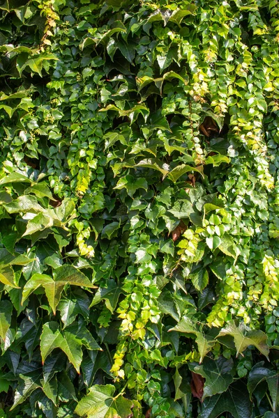 Ivy garden Stock Photos, Royalty Free Ivy garden Images | Depositphotos