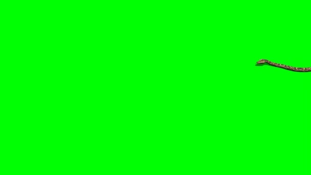 Python snake attack - green screen — Stock Video © bestofgreenscreen ...