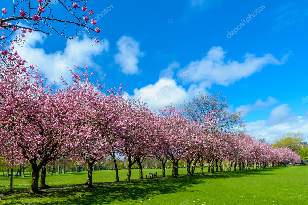 Spring path in park with cherry blossom and pink flowers. Stock Photo ...