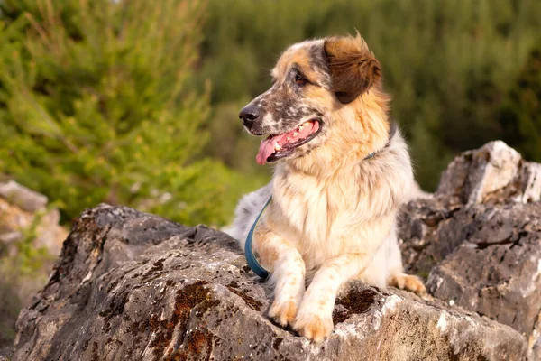 Australian mountain dog Stock Photos, Royalty Free Australian mountain ...