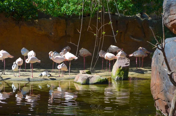 Flamingo habitat Stock Photos, Royalty Free Flamingo habitat Images ...