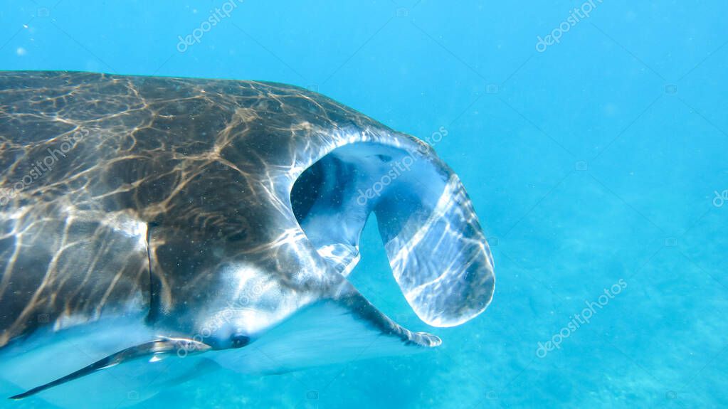 Mantarrayas gigantes comiendo plancton en el agua del océano Índico ...
