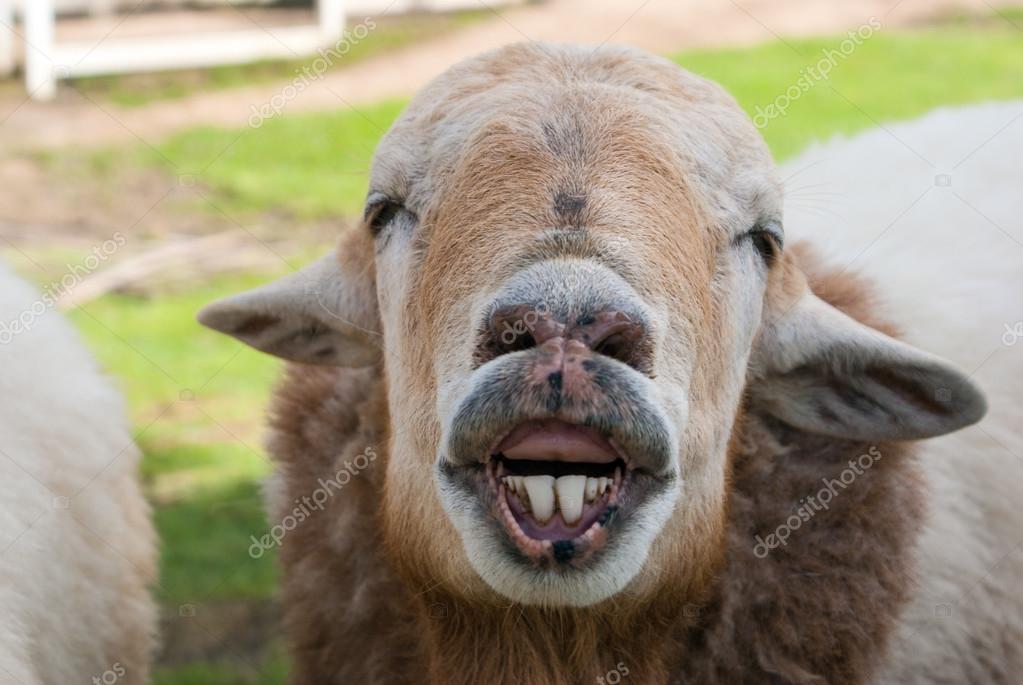 Portrait de moutons drôle, tête et visage de moutons — Photo #43342773