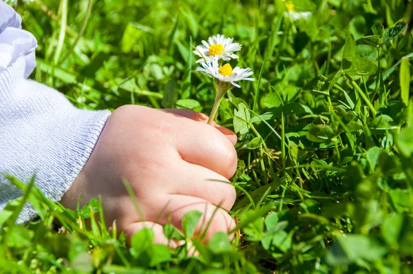 Child Picking Daisies — Stock Photo © Pixavril #45967149