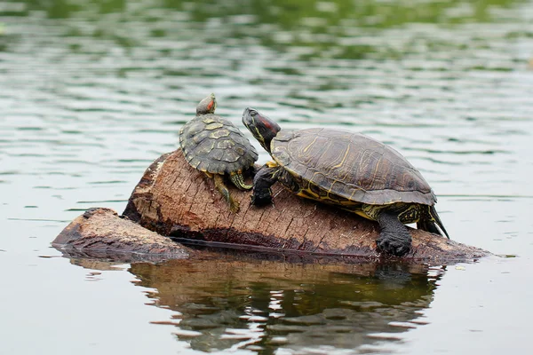 Slow turtle Stock Photos, Royalty Free Slow turtle Images | Depositphotos