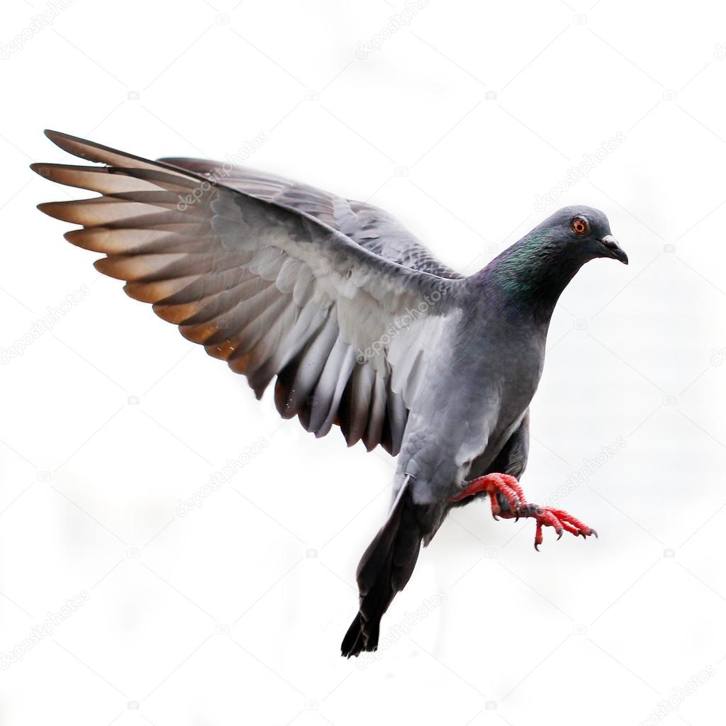 Flying pigeon isolated on white Stock Photo by ©leisuretime13 42369967