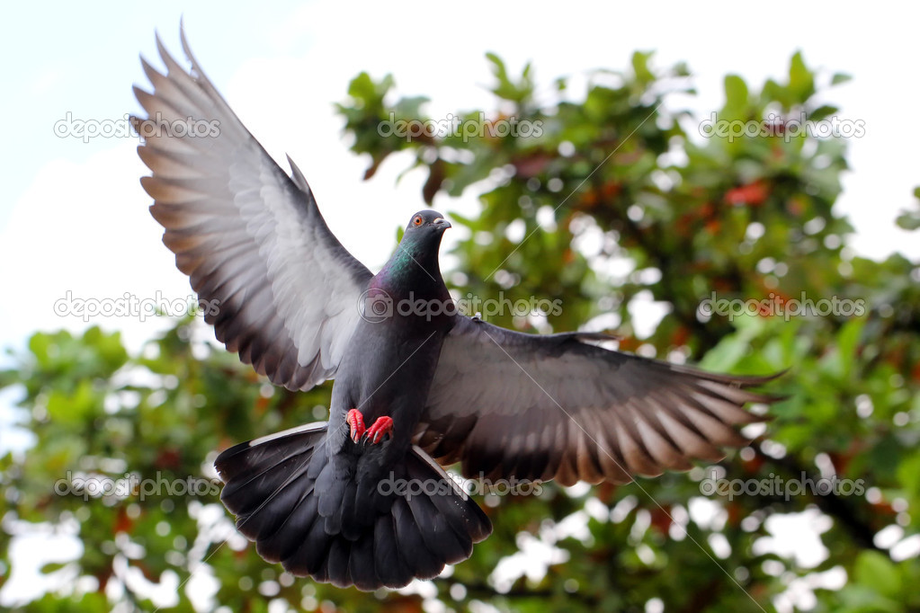 pigeon qui vole — Photographie leisuretime13 © #42372247