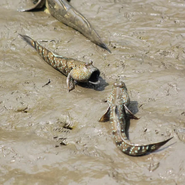 738 Mudskipper Stock Photos | Free & Royalty-free Mudskipper Images ...