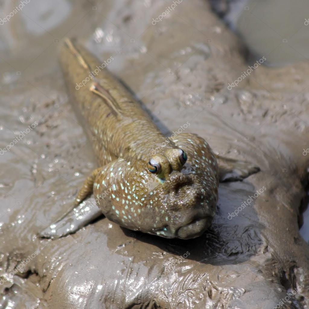 Poskoczek mułowy — Zdjęcie stockowe © leisuretime13 #43280377