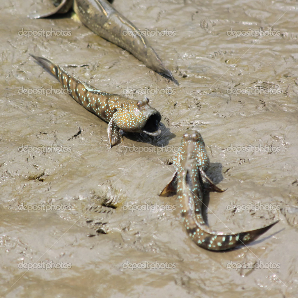 Mudskipper Stock Photo by ©leisuretime13 43280393
