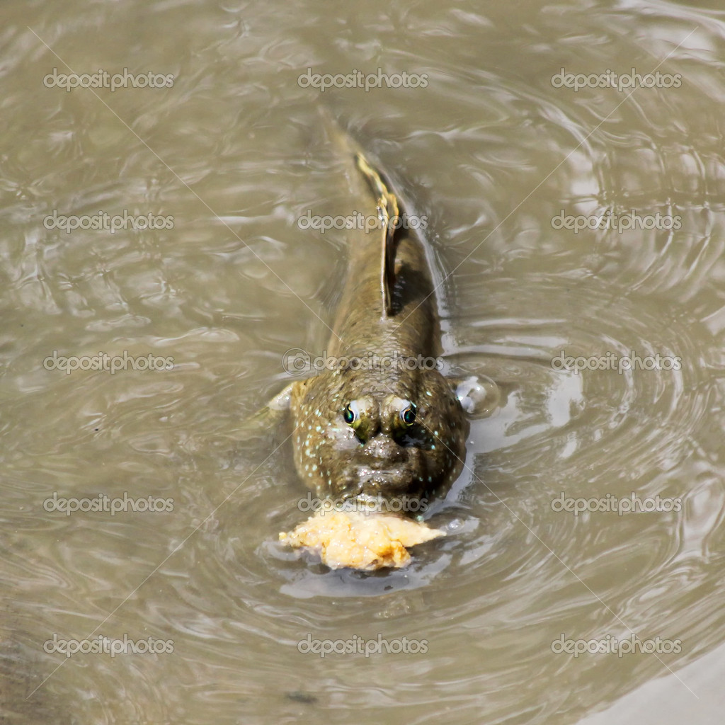 Mudskipper Stock Photo by ©leisuretime13 43280413