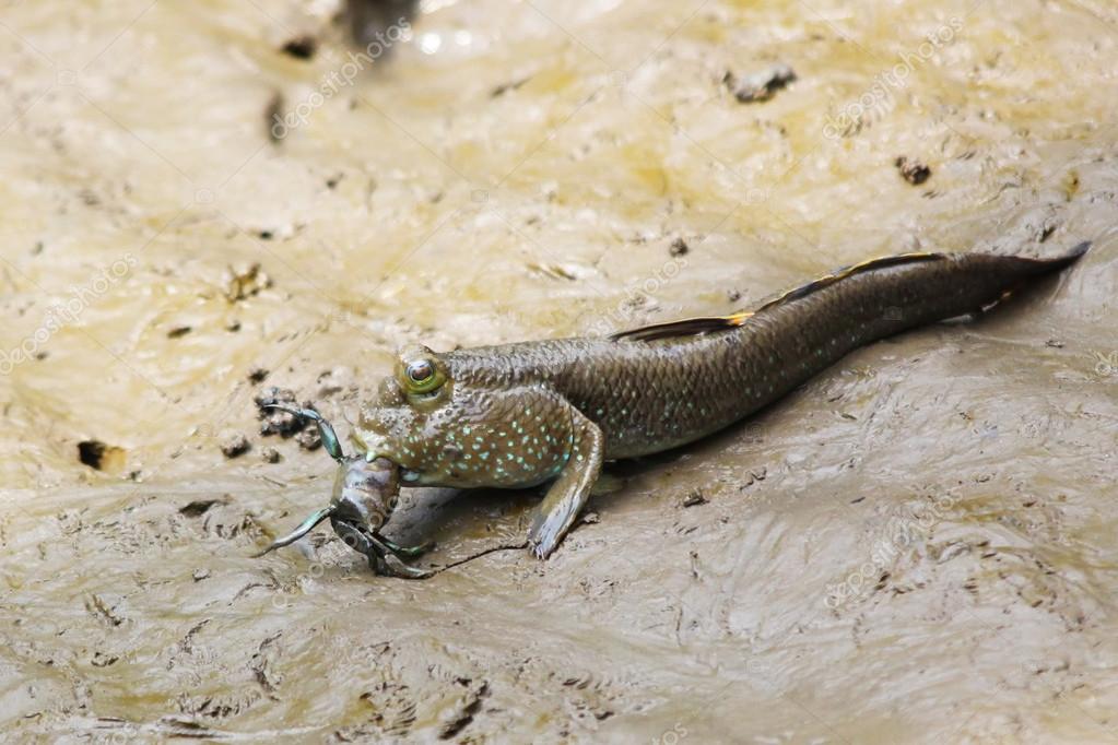 Mudskipper Stock Photo by ©leisuretime13 43280431