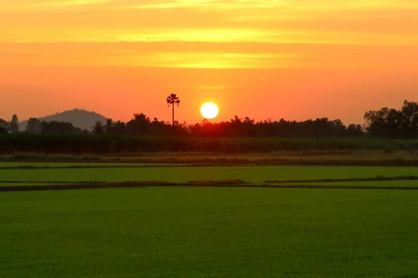 Rice field sunset Stock Photos, Royalty Free Rice field sunset Images ...