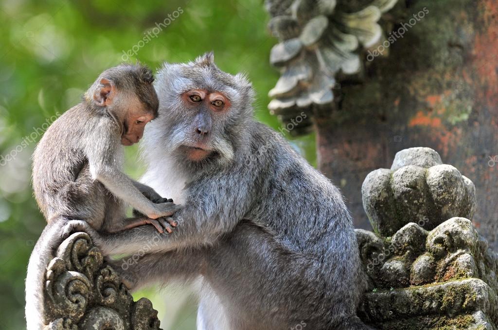 macaque à longue queue (macaca fascicularis) dans la forêt des singes ...