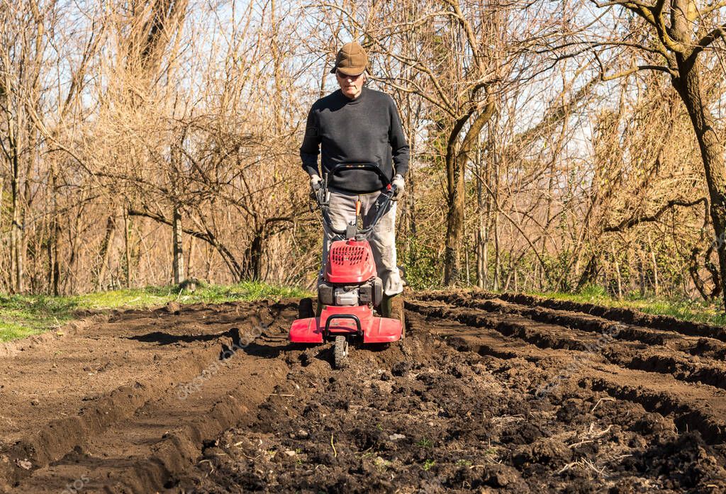 Hombre mayor labrando tierra con un rototiller en el jardín. Preparación de jardín de primavera ...