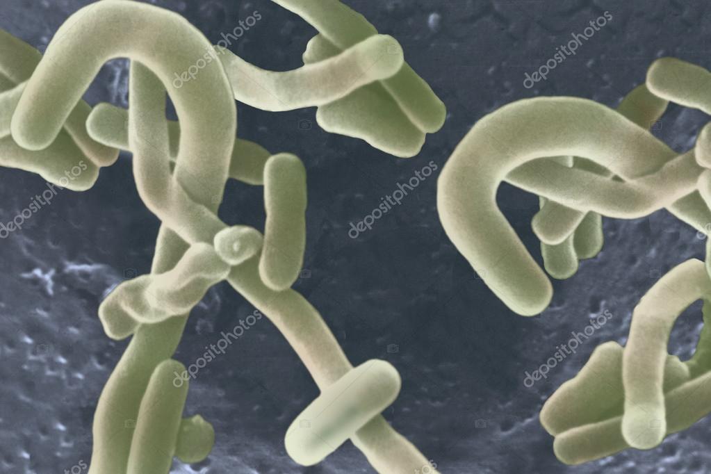 Clostridium Tetani Electron Micrograph