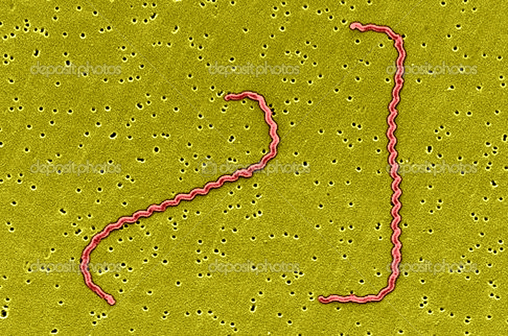 Leptospira interrogans Stock Photo by ©imagepointfr 44390231