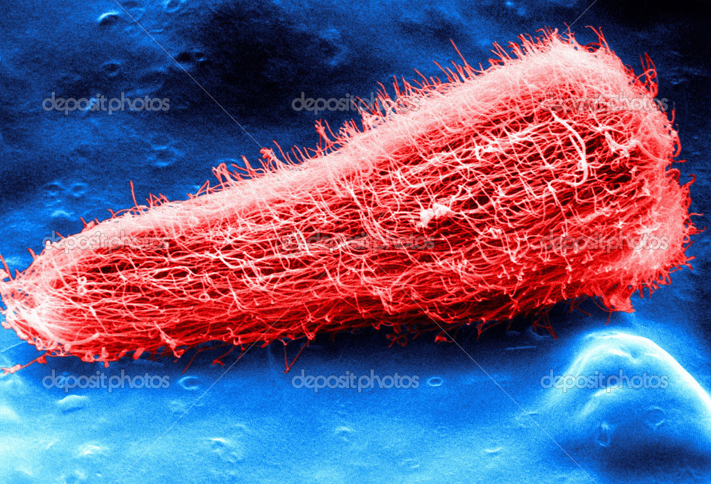 Miracidium larva of the liver fluke — Stock Photo © imagepointfr #44394089