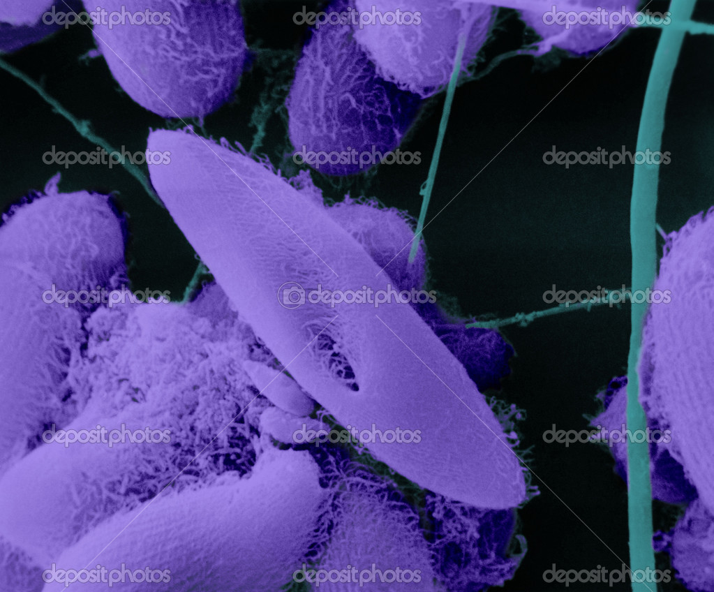 Unicellular under microscope Stock Photo by ©imagepointfr 44394357