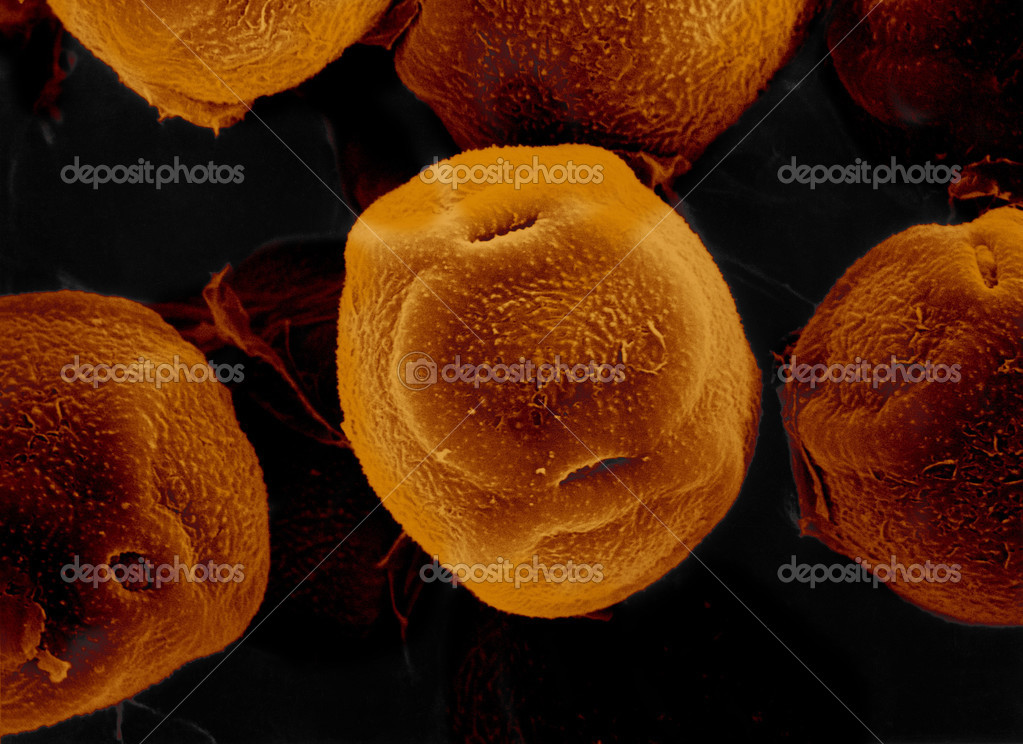 Angiospermae under microscope — Stock Photo © imagepointfr #44394367