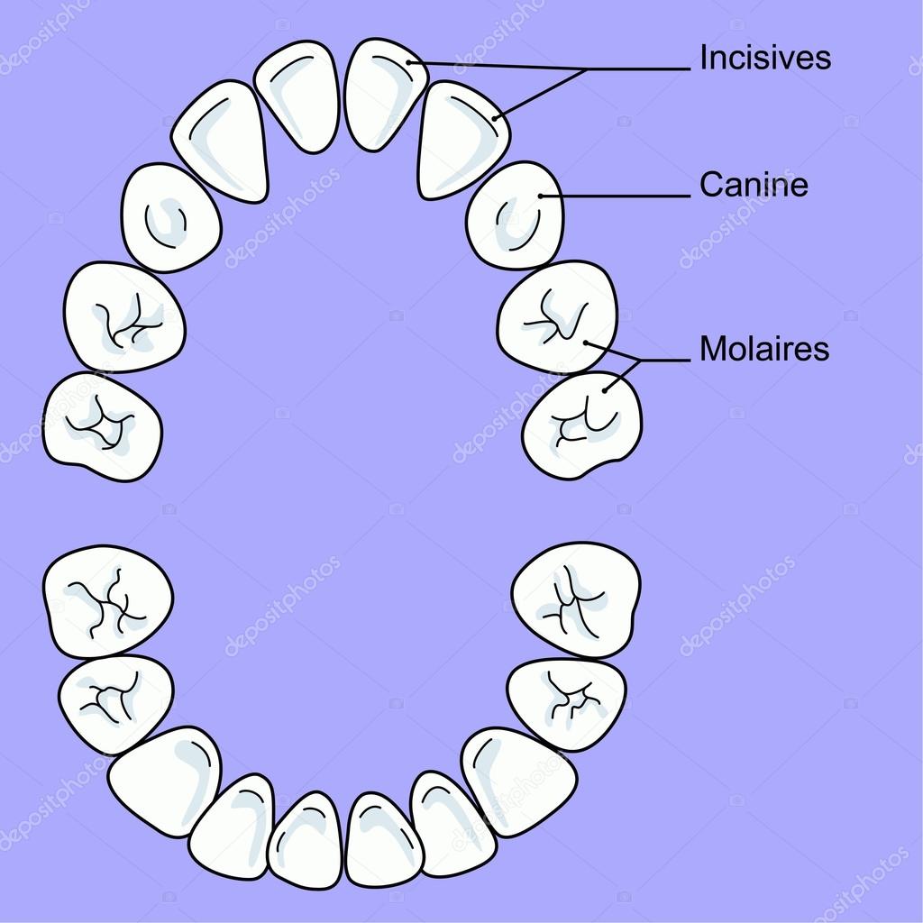 There are 20 milk teeth in total — Stock Photo © imagepointfr #44401201