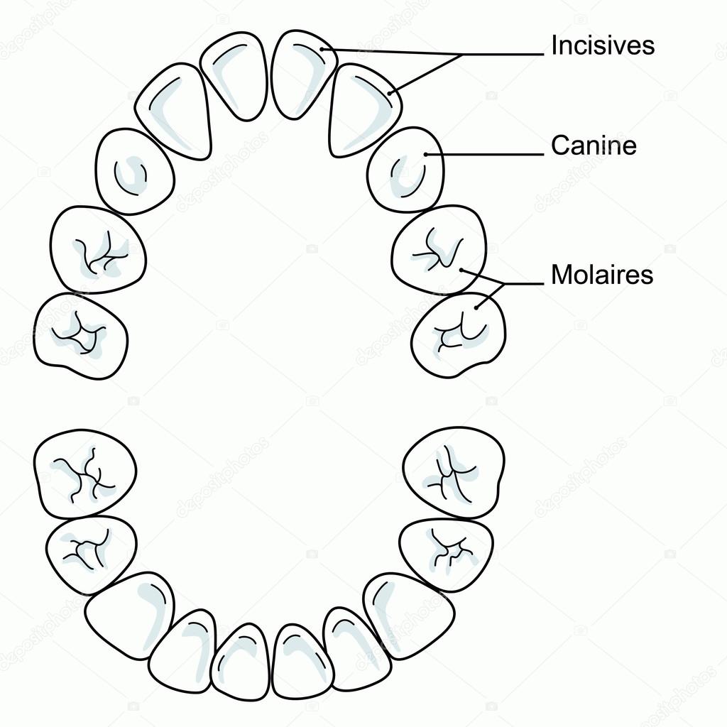There are 20 milk teeth in total — Stock Photo © imagepointfr #44401203