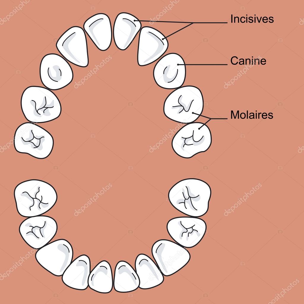 There are 20 milk teeth in total — Stock Photo © imagepointfr #44401207