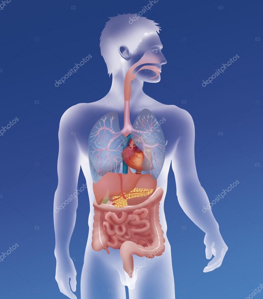 Órganos internos humanos: fotografía de stock © imagepointfr #44401499 ...