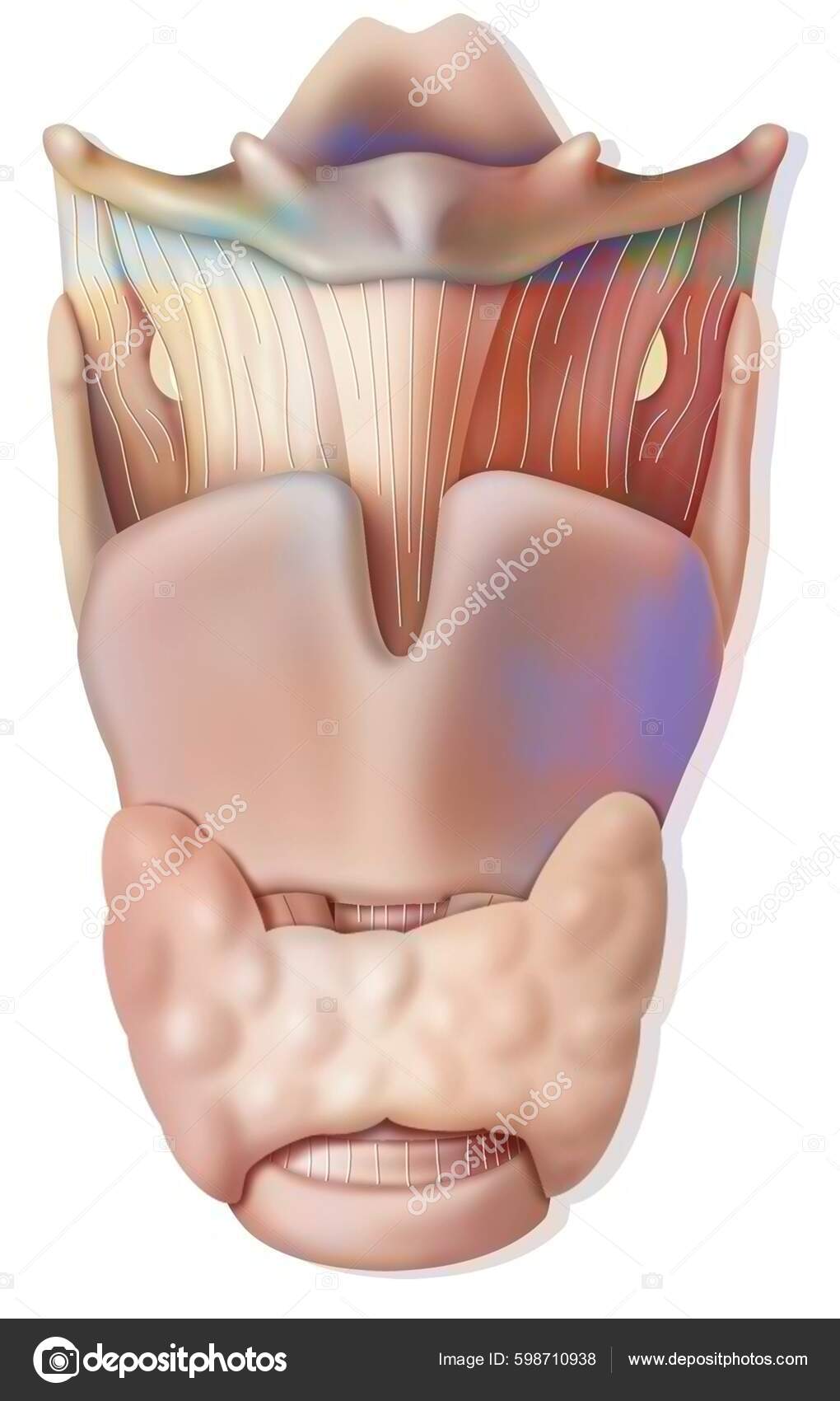 Thyroid Cartilage Model