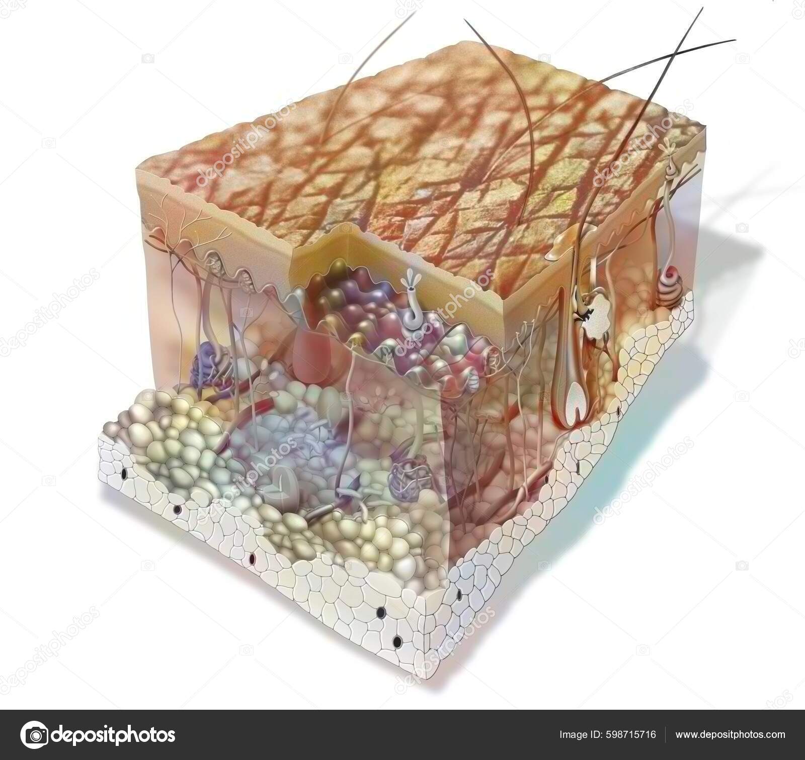 Skin Section Showing All Structures Layers Epidermis Structure Dermis ...
